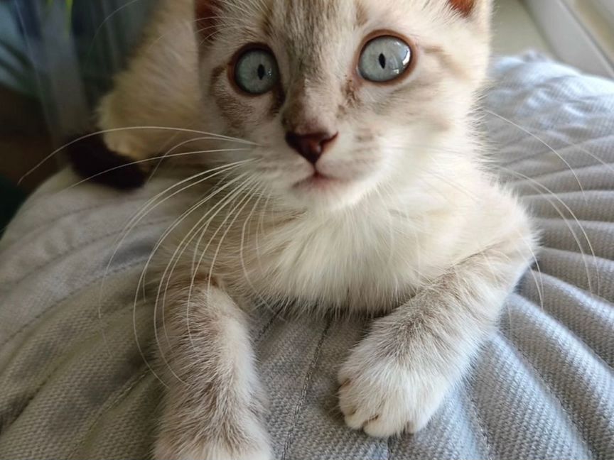 Амур. Ищем дом