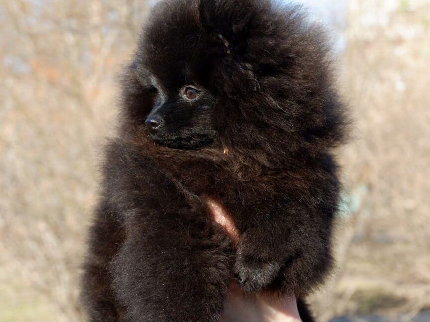 Щенок шпица