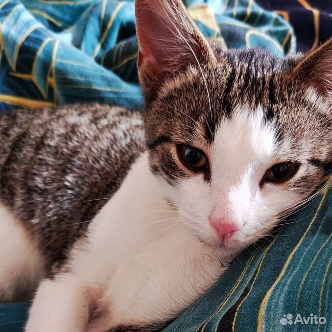 Котенок с приданным