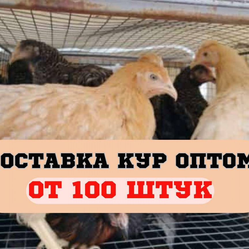 Куры несушки молодки только опт От 100шт