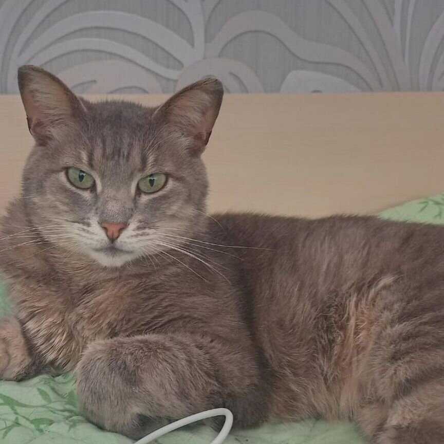 Sо S Котик в Добрые ручки