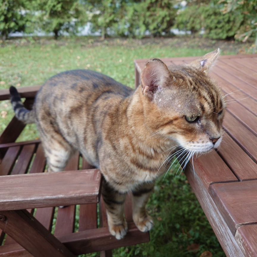 Нужен дом бывшедомашнему котику