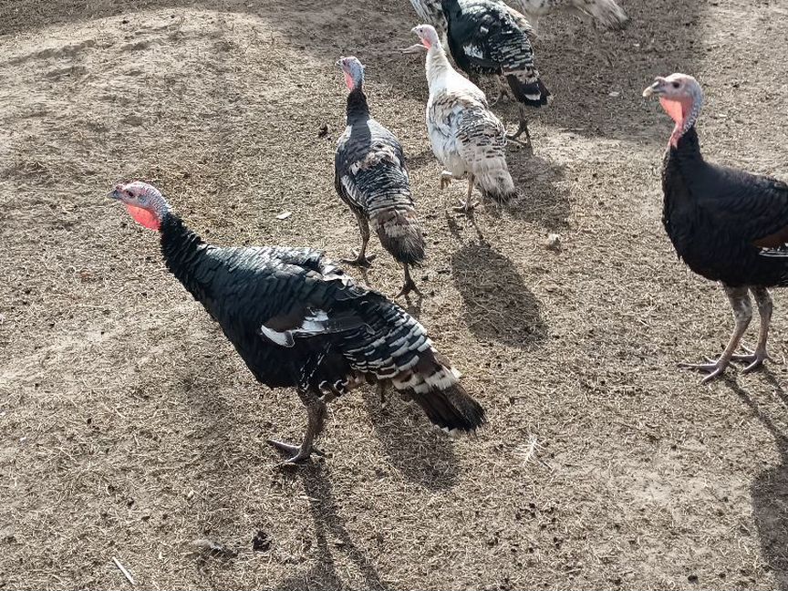 Продам индюков