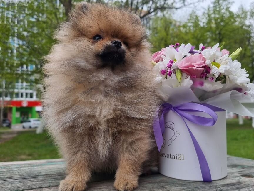 Померанский шпиц