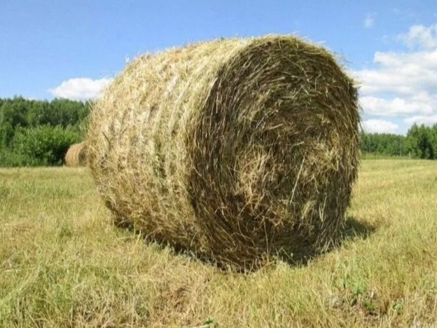 Продам сено в рулонах