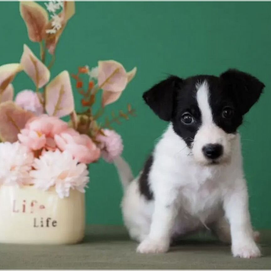 Джек-рассел-терьер, щенок