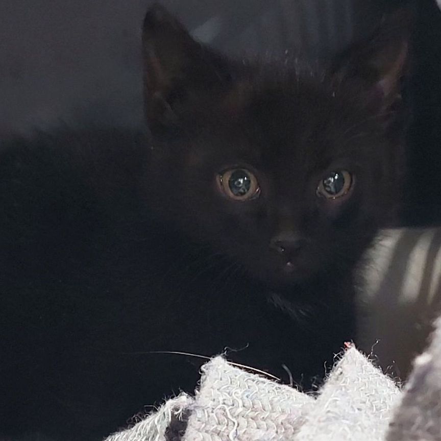 Европейский короткошёрстный котёнок