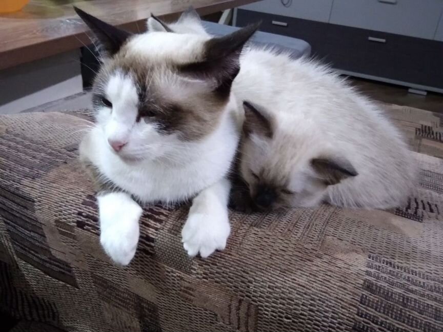 Котята породы Сноу-Шу