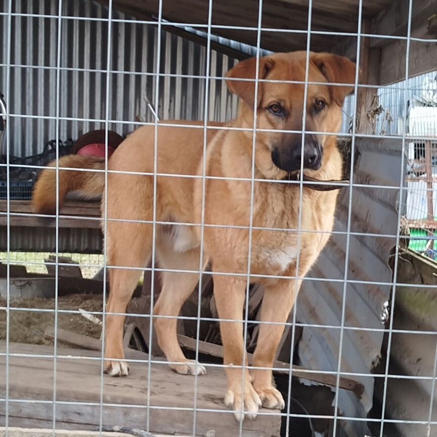 Отдам бесплатно собаку Сторожевую