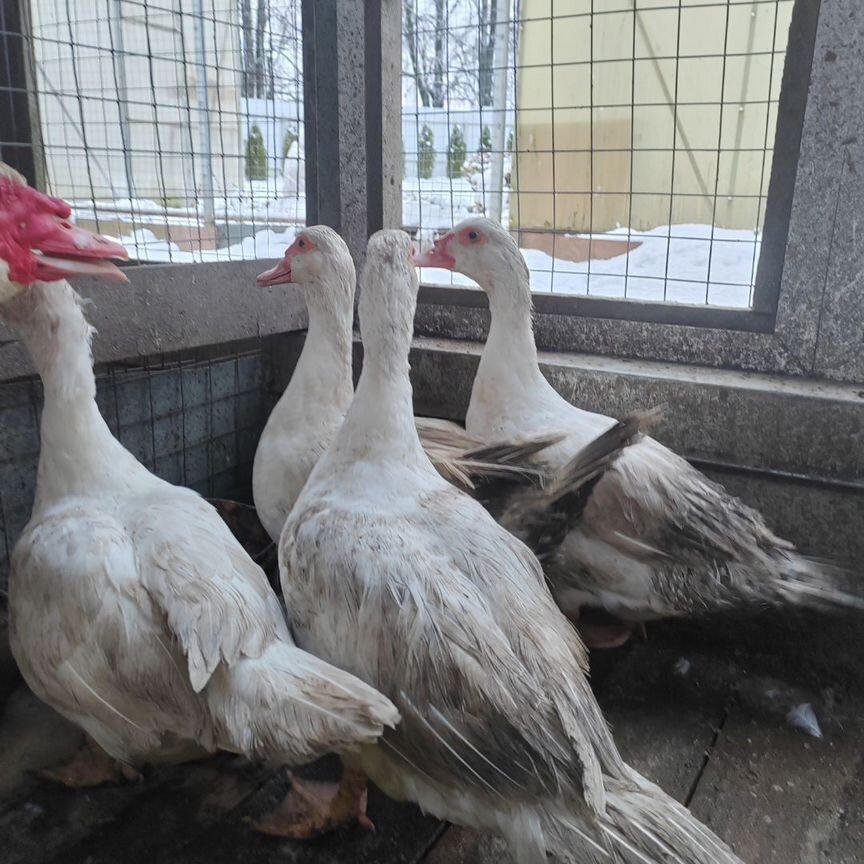 Индоутки белые