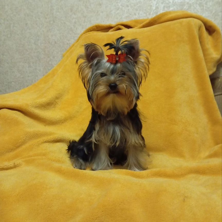 Щенки йорка стандарт девочка