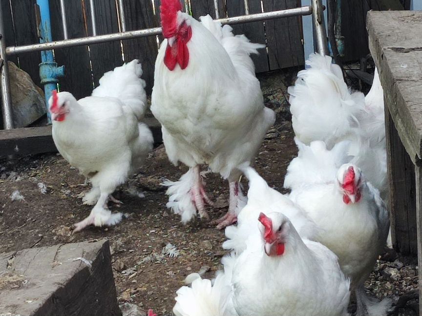 Инкубационное яйцо Белого Марана