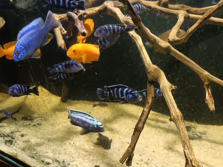 Малавийские цихлиды