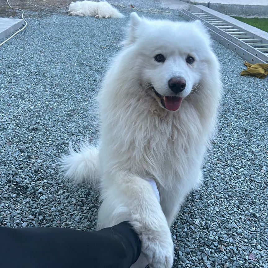 Отдам в добрые руки