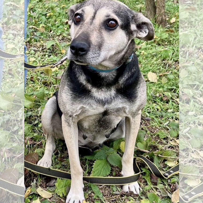 Взрослая собака в добрые руки