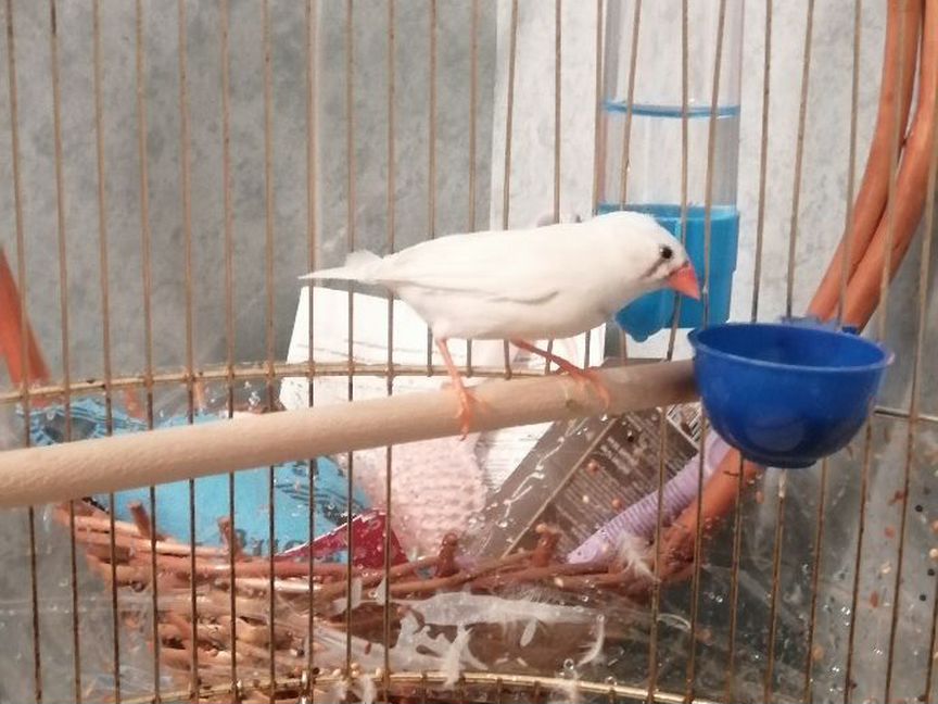 Попугай амадин