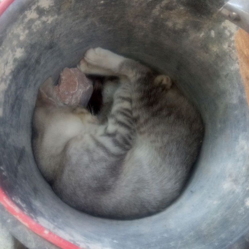 Котик подросток 4 месяца