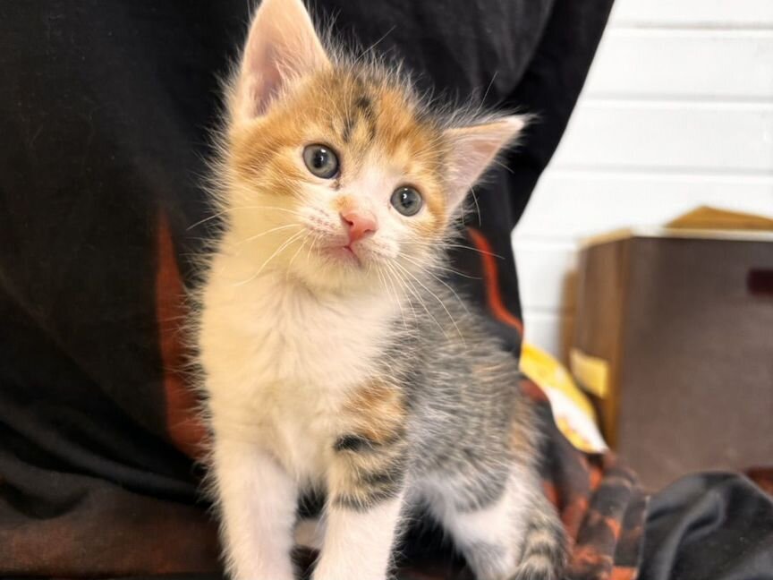 Кошечка