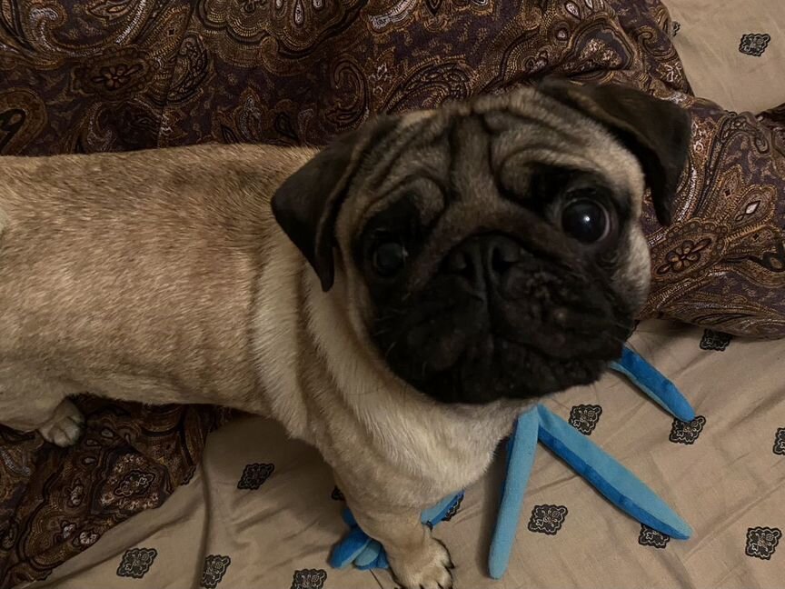 Мопс вязка мальчик