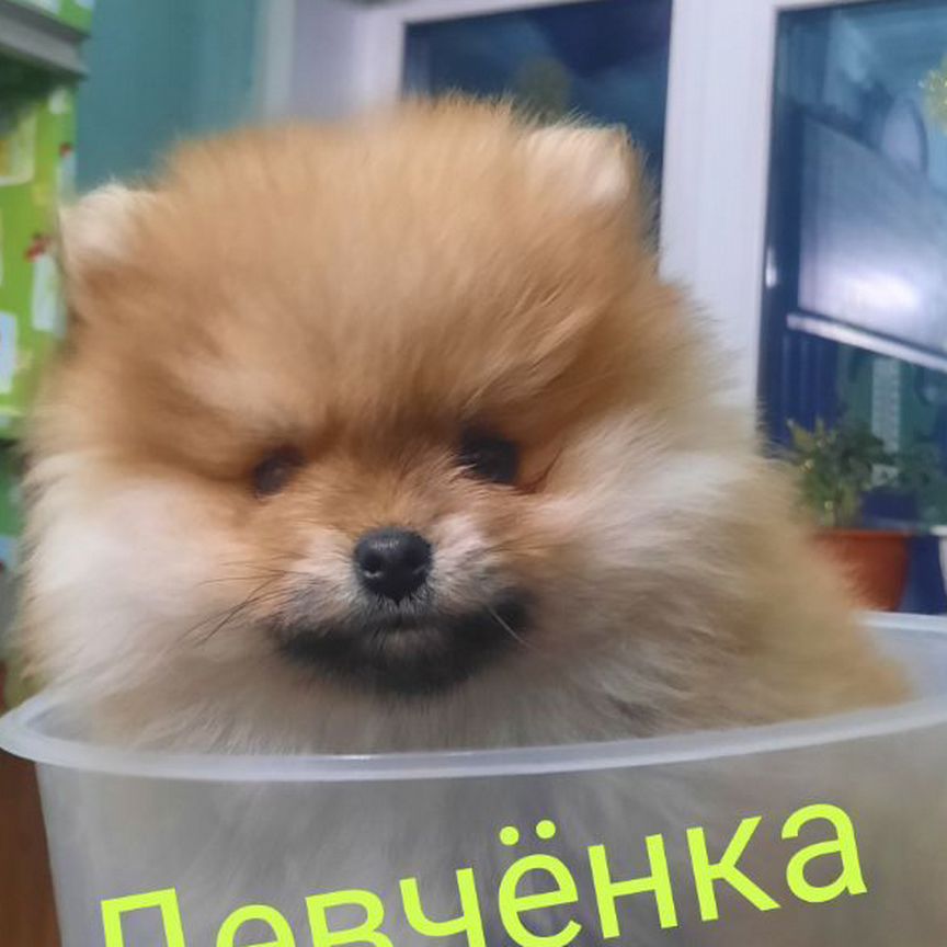 Померанский шпиц мини