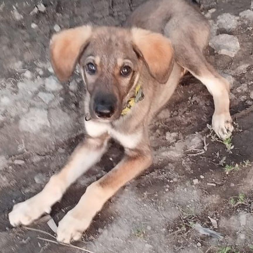 Отдам в добрые руки щенка