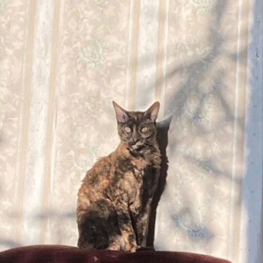 Буся ищет дом