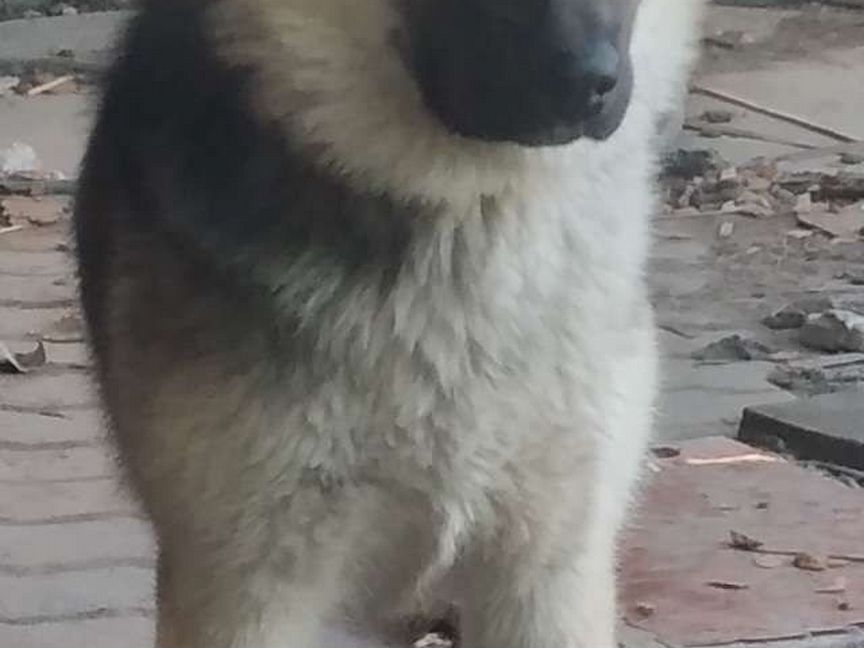 Собака в добрые руки отдам бесплатно