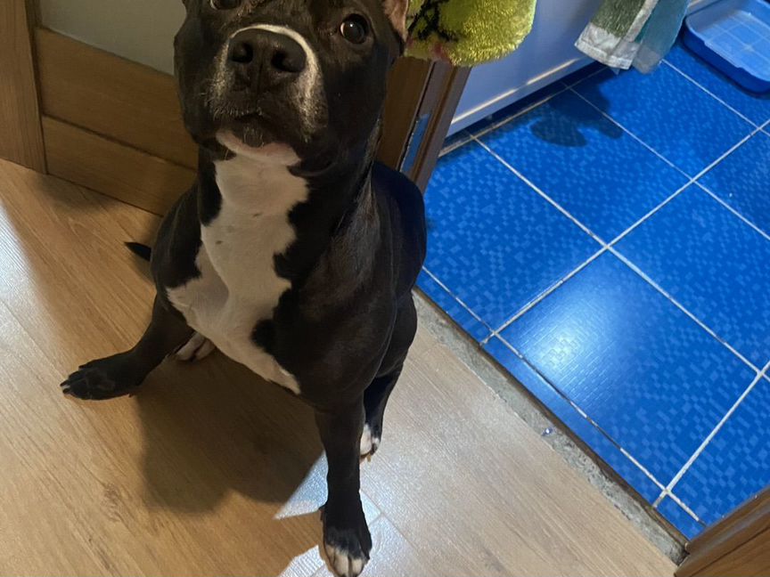 Отдам стаффа