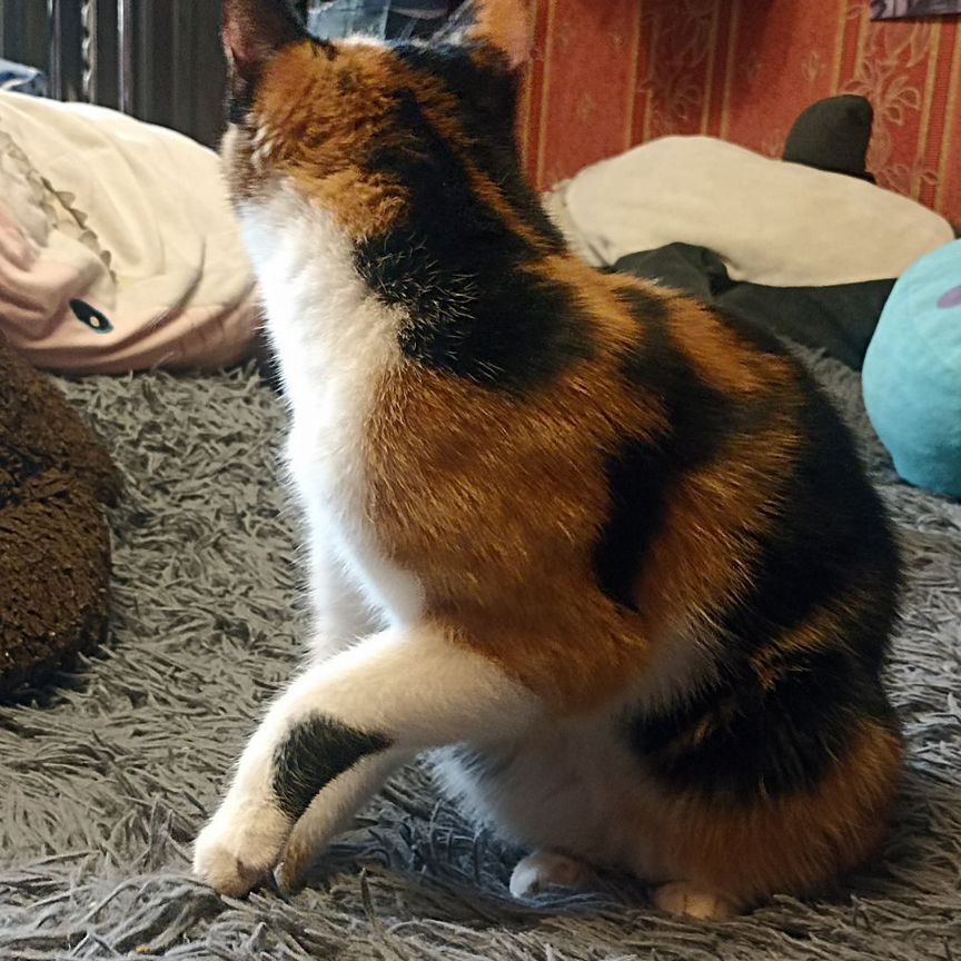 Взрослая, кошка в добрые руки