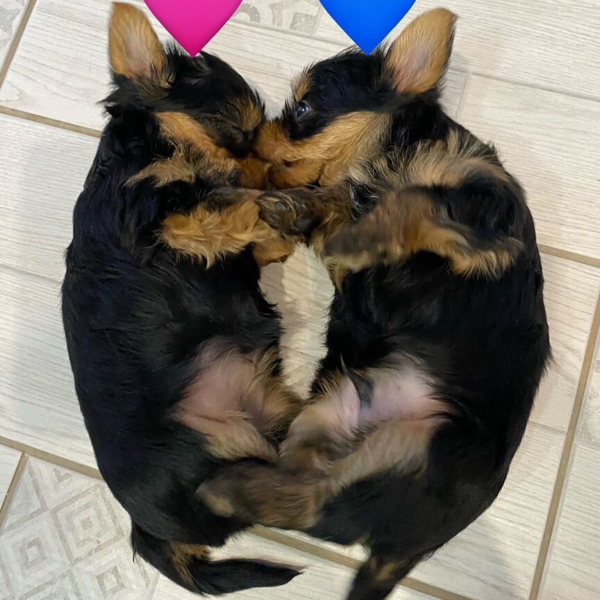 Ерширский терьер щенки