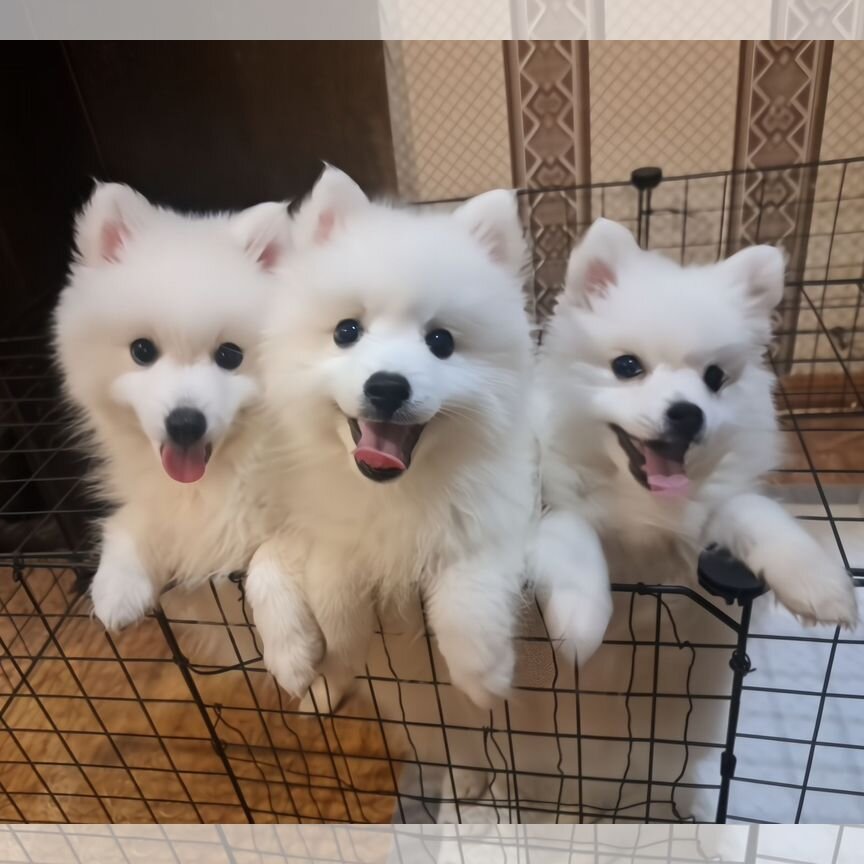 Японский шпиц, щенок