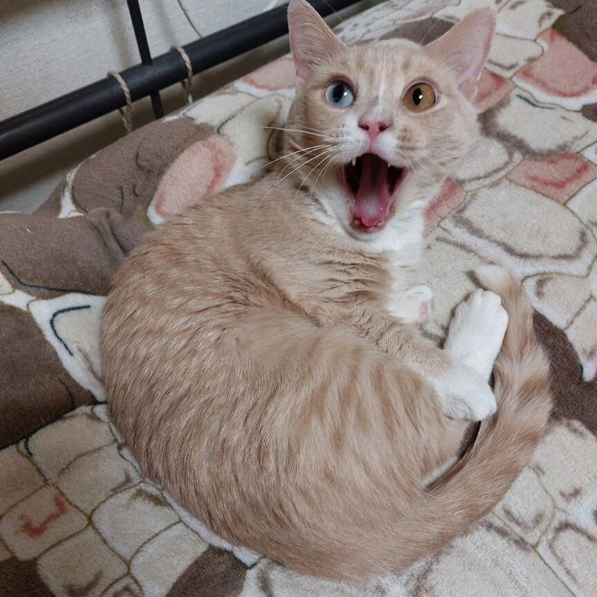 Манчкины кошки