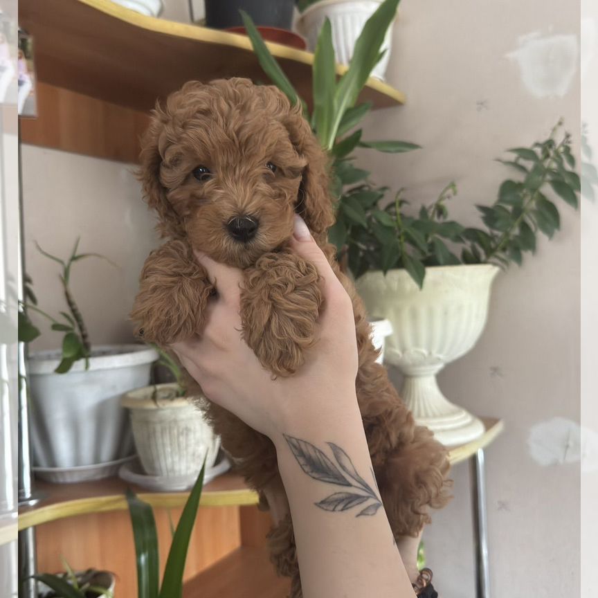 Пудель, щенок