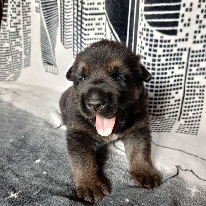 Щенки,вео, Восточно европейская овчарка