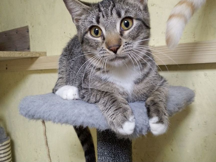 Котенок Мультик в добрые руки