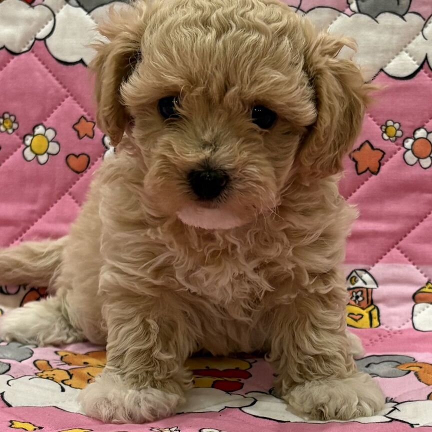 Мальтипу, щенок