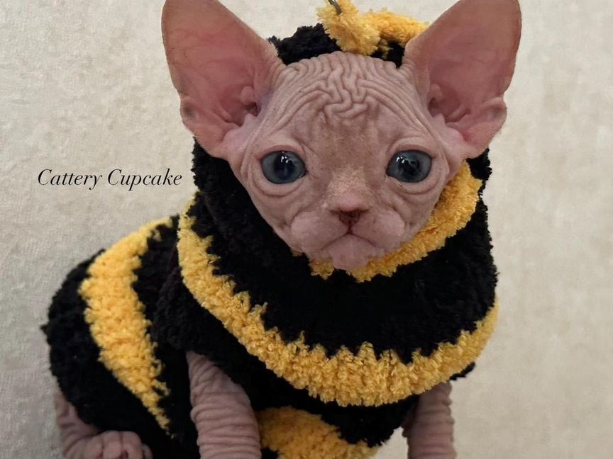 Куколка сфинкс девочка Фанта