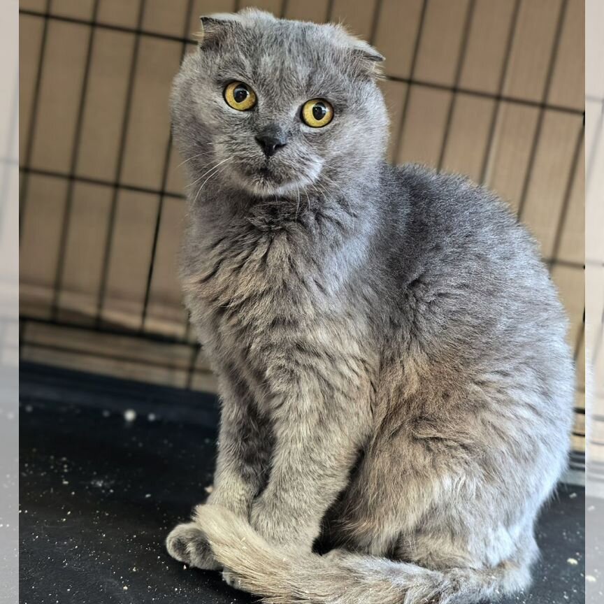 Шотландский вислоухий короткошёрстный котёнок