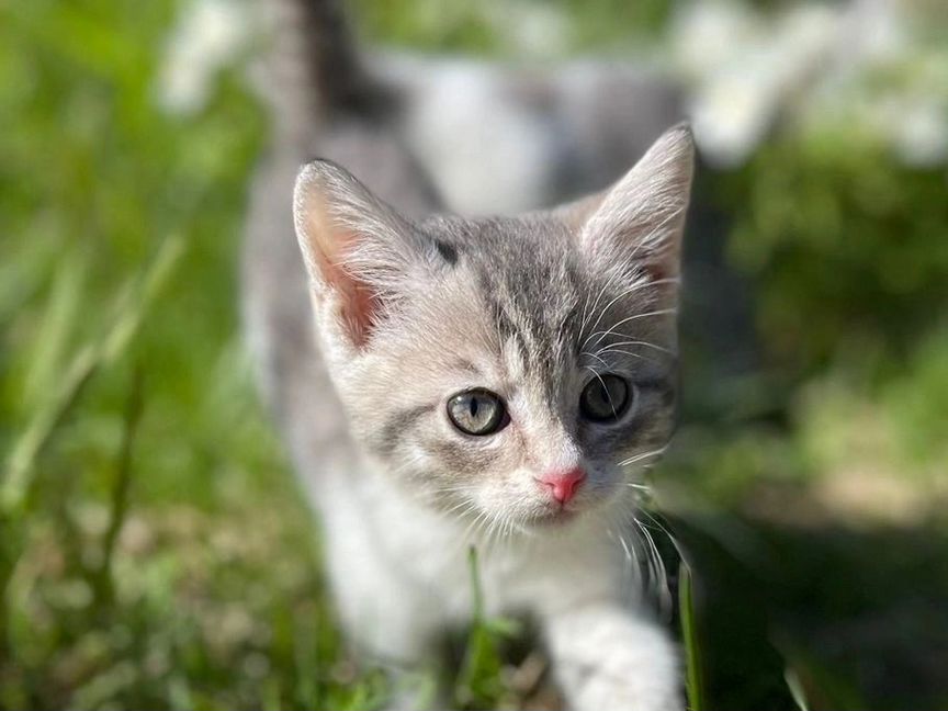 Котенок Ромашка девочка 1.5 мес