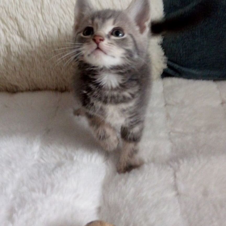 Шотландский прямоухий короткошёрстный котёнок