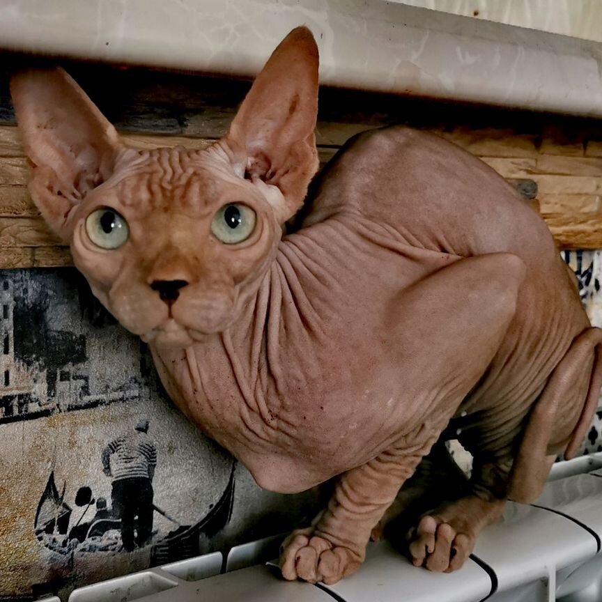 Канадский сфинкс котёнок