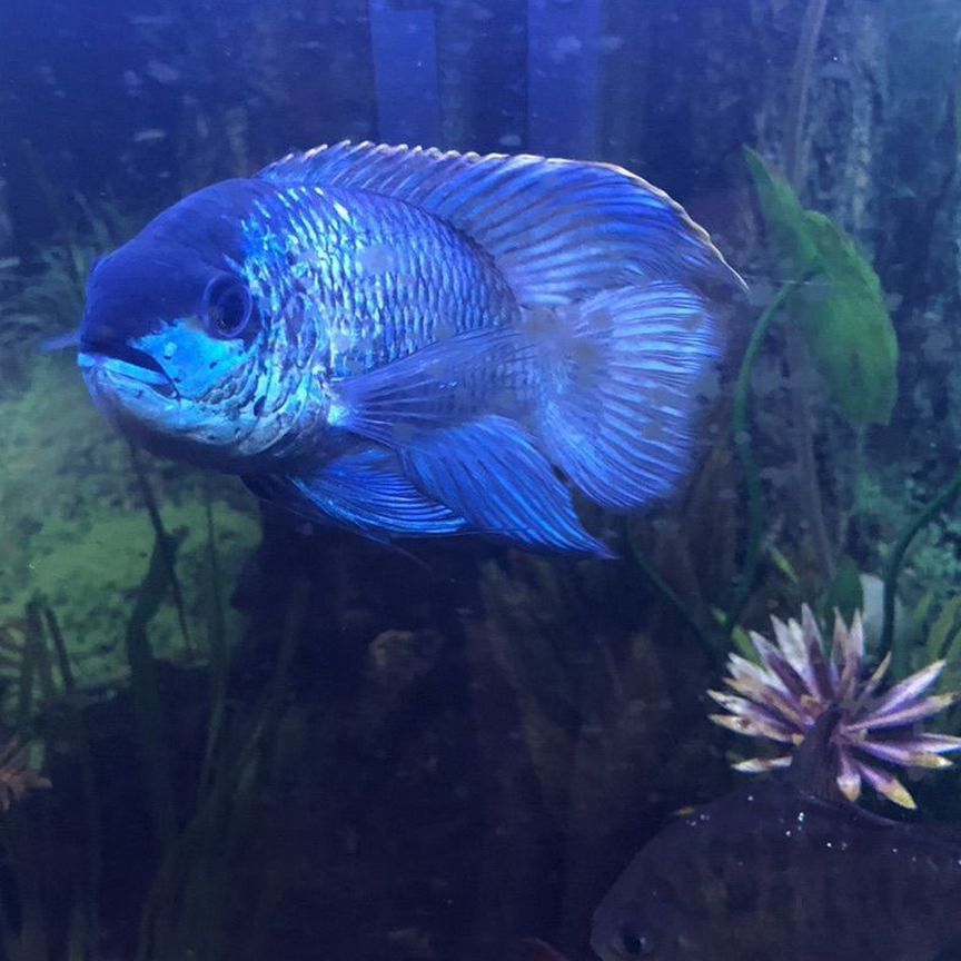 Наннакара неоновая самец