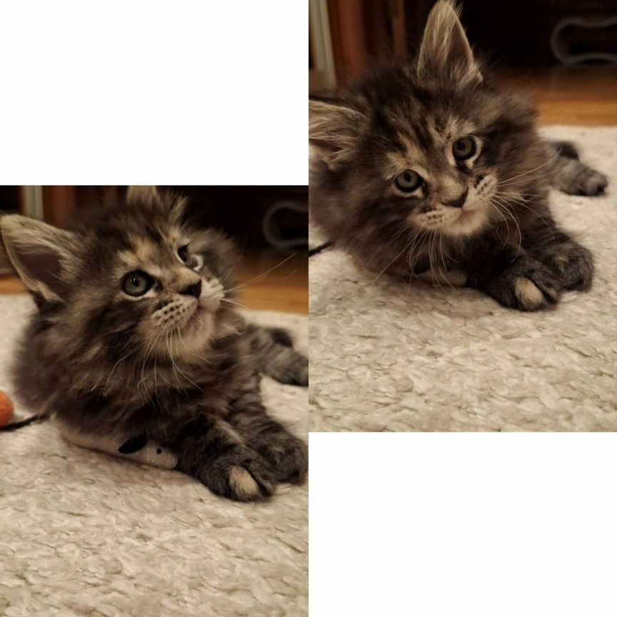 Мейн-кун котята