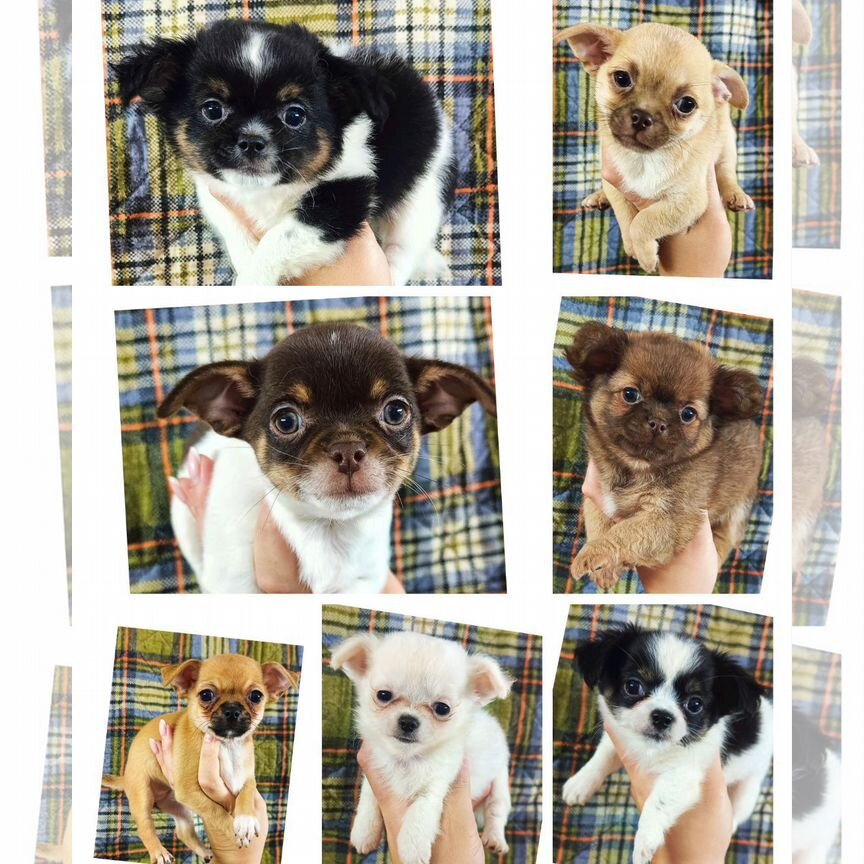 Чихуахуа разноцветные малыши
