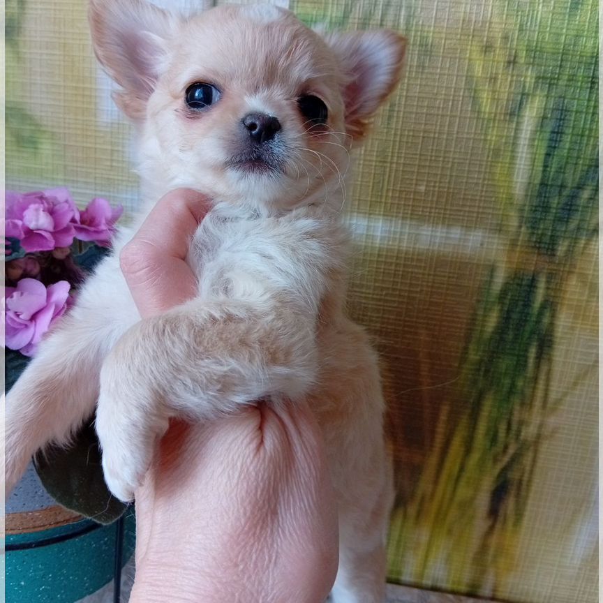 Чихуахуа, щенок