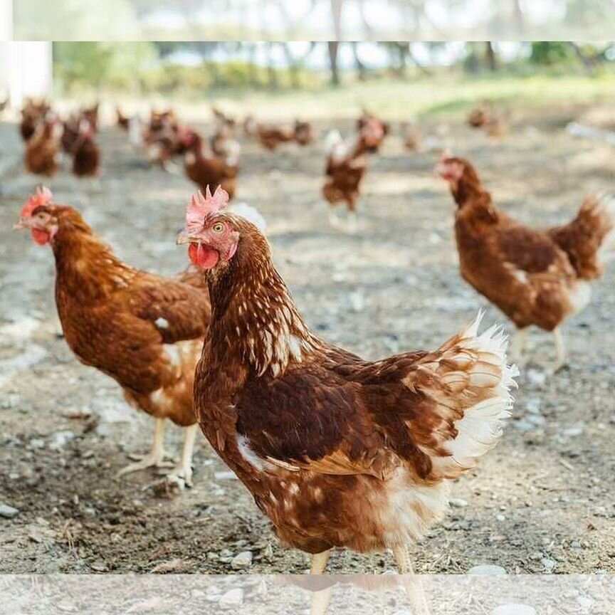 Куры несушки подрощенные