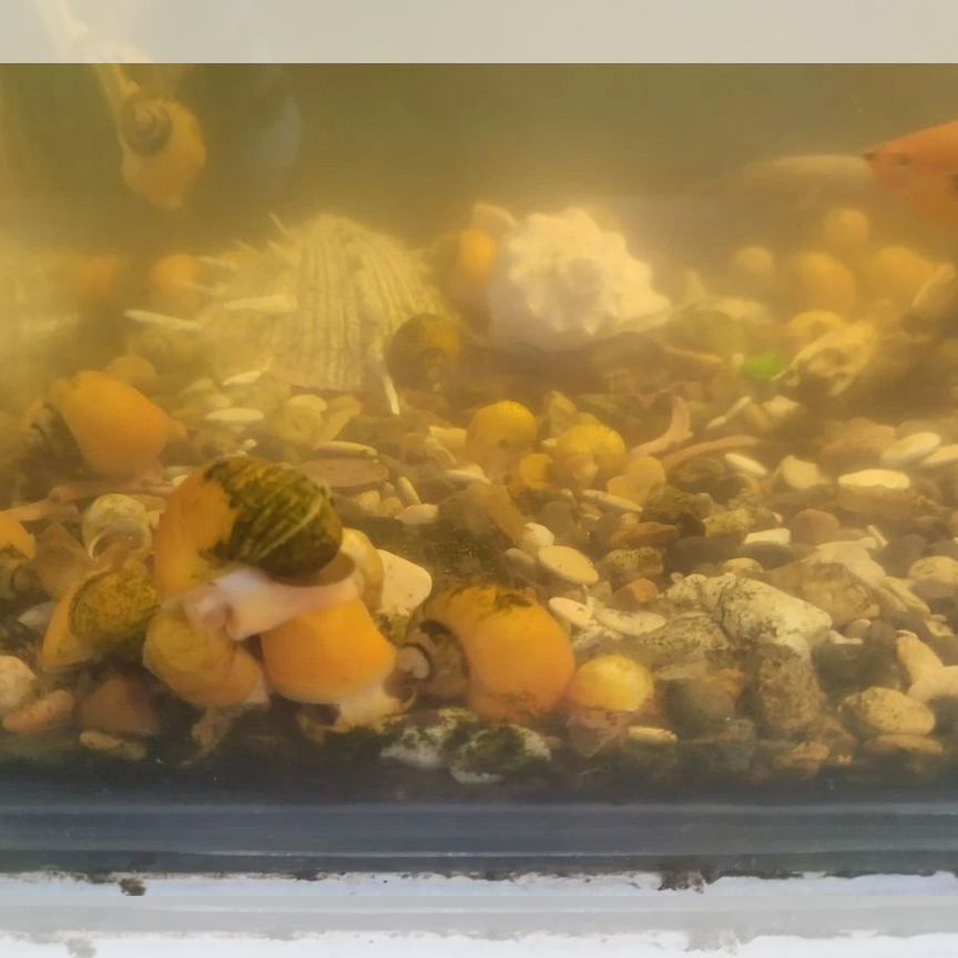 Улитки аквариумные