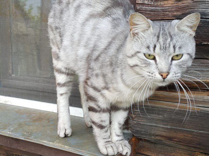 Котик из рекламы Вискас