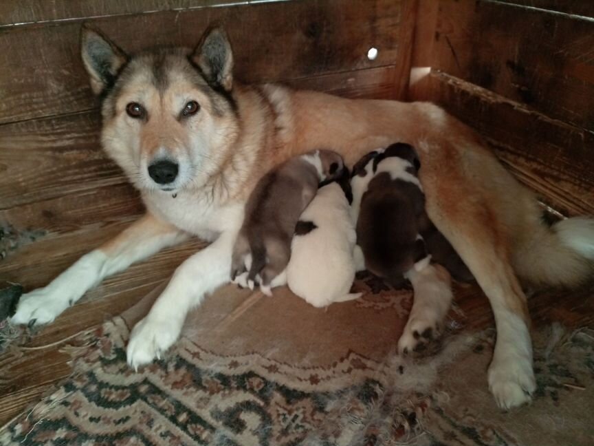 Западно сибирская лайка