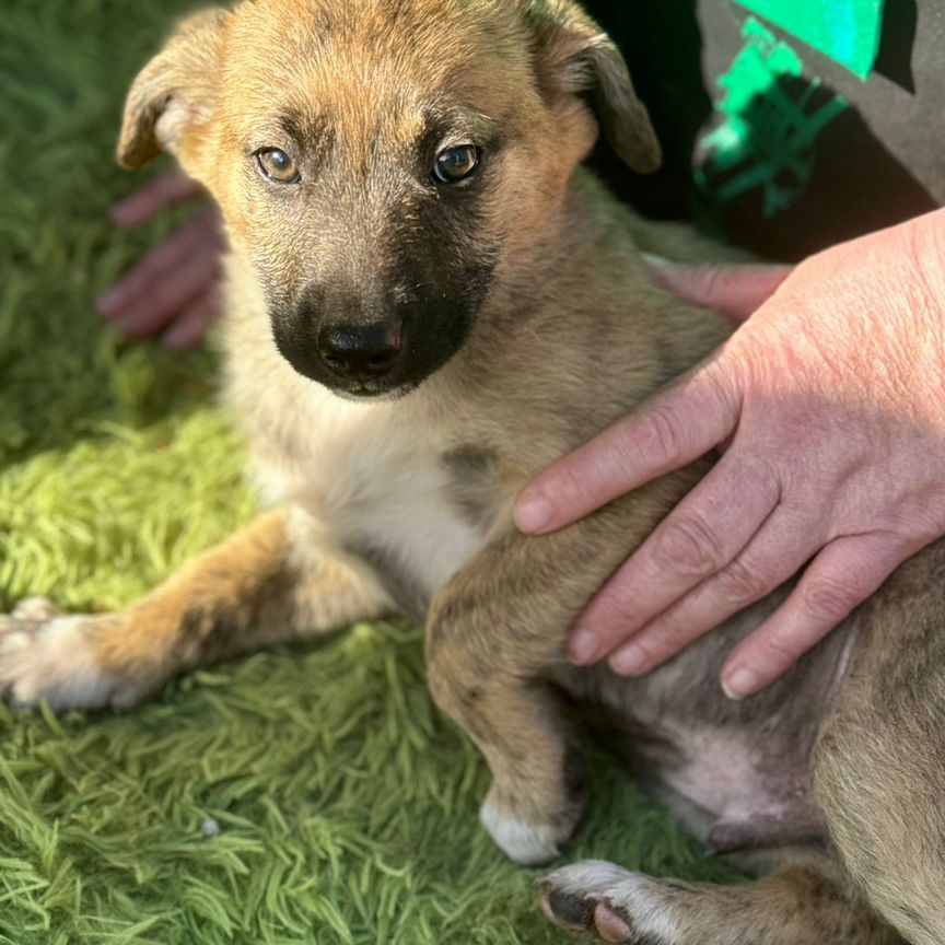 Мальчик Тигренок ищет Семью